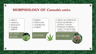 Cannabis | PPTX