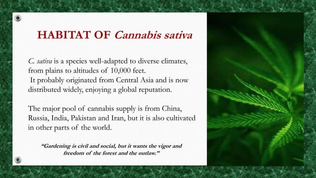 Cannabis | PPTX
