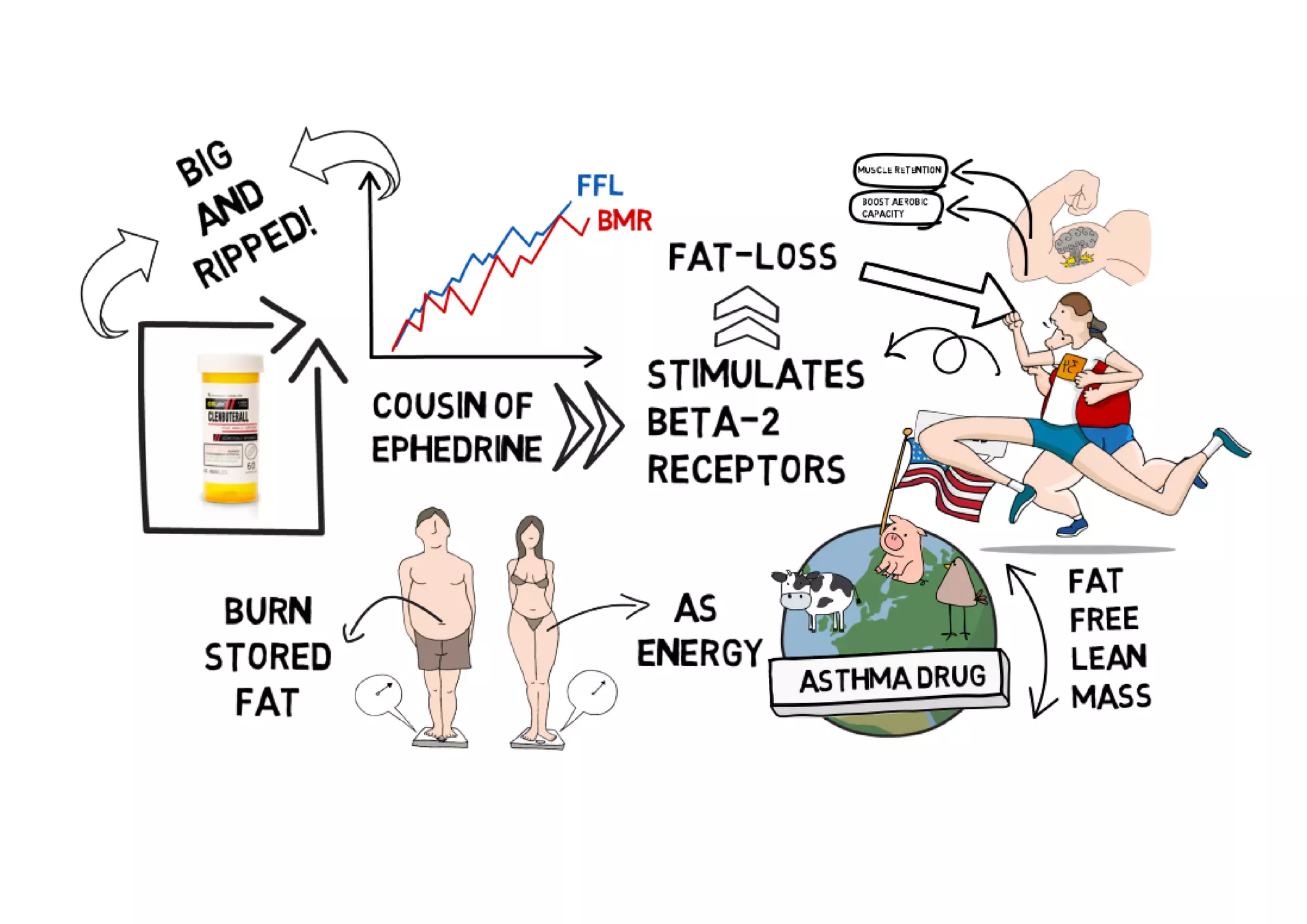 What is clenbuterol and benefits | PPT