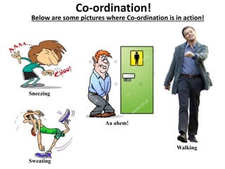 What is co ordination? | PPTX