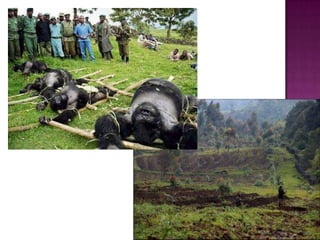 What is coltan | PPTX