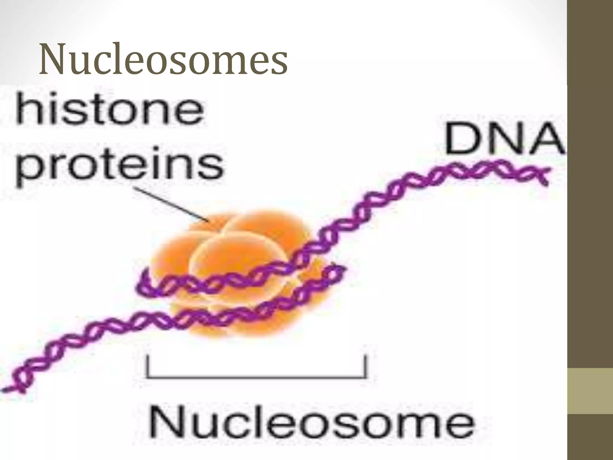 What is DNA | PPTX