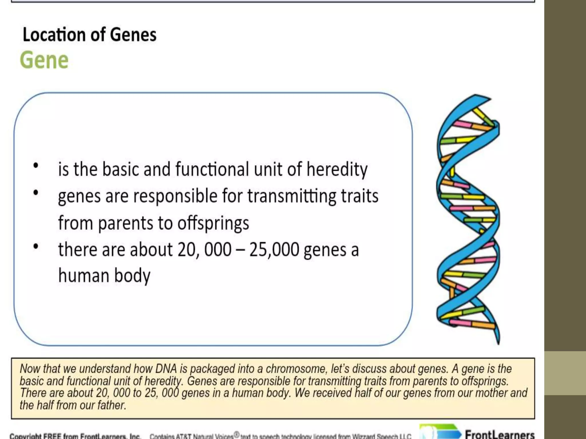 What is DNA | PPTX