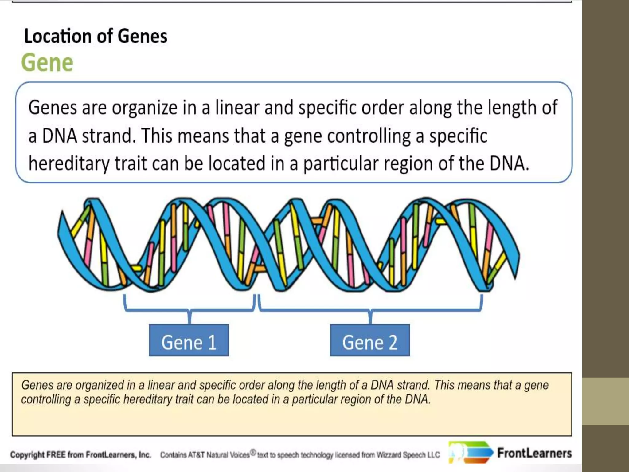 What is DNA | PPTX
