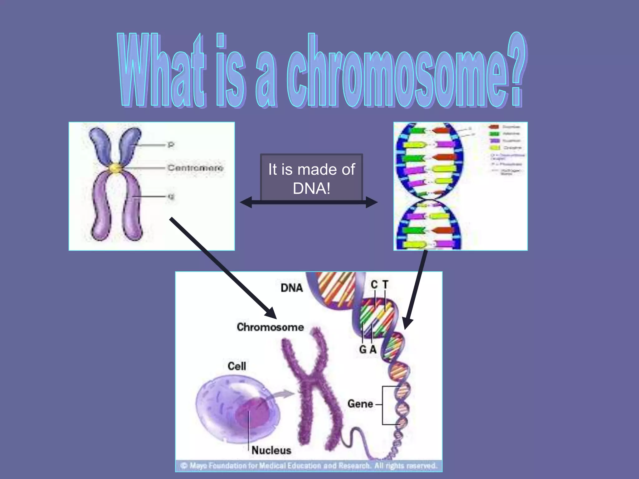 What is DNA.ppt