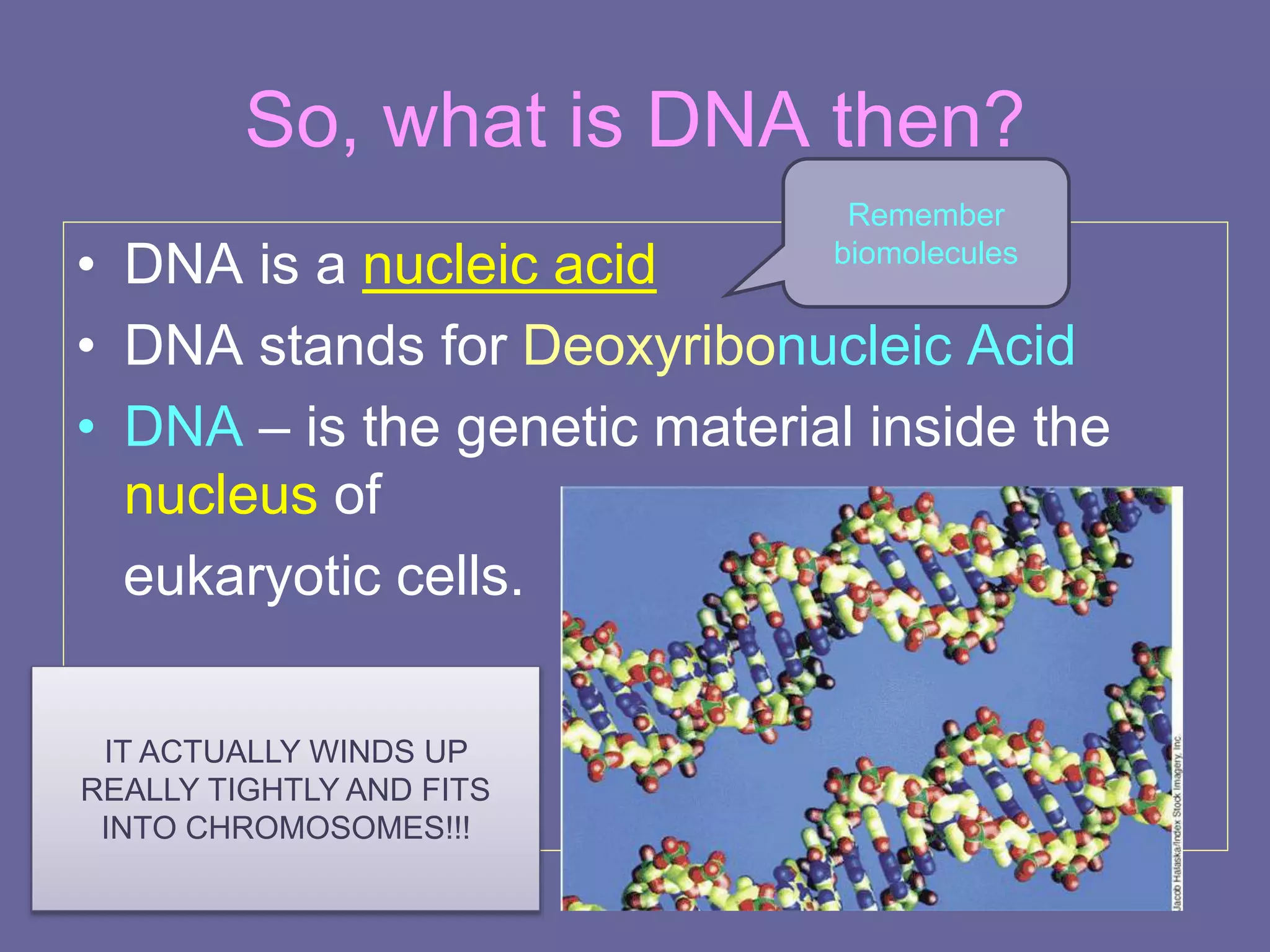 What is DNA.ppt