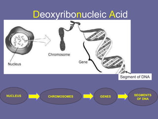 What is DNA.ppt