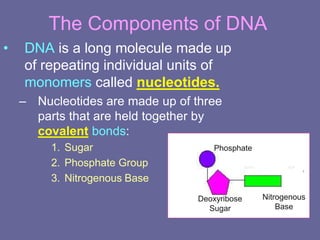 What is DNA.ppt