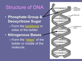 What is DNA.ppt
