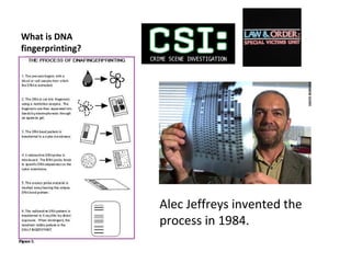 What is DNA fingerprinting? | PPT