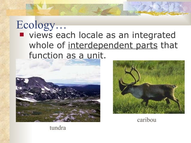 What is ecology | PPT