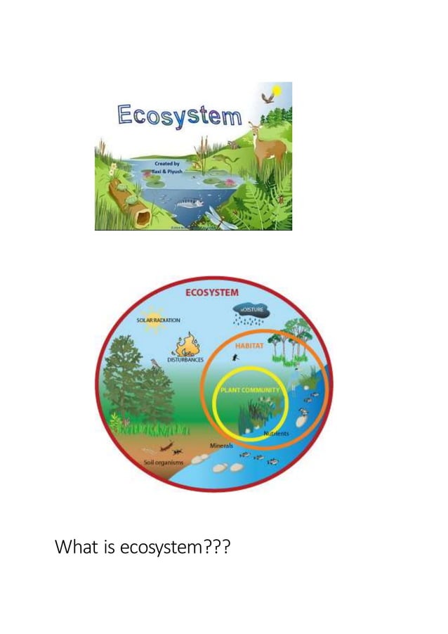 What is ecosystem | PDF | Free Download