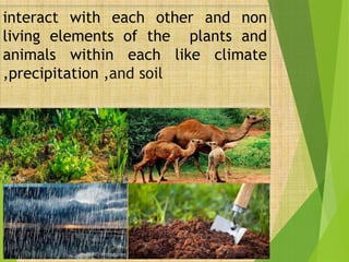 What is ecosystem | PPT