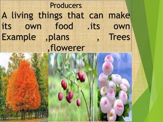 What is ecosystem | PPT