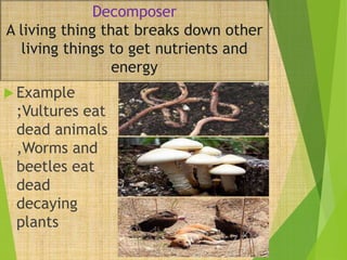 What is ecosystem | PPT