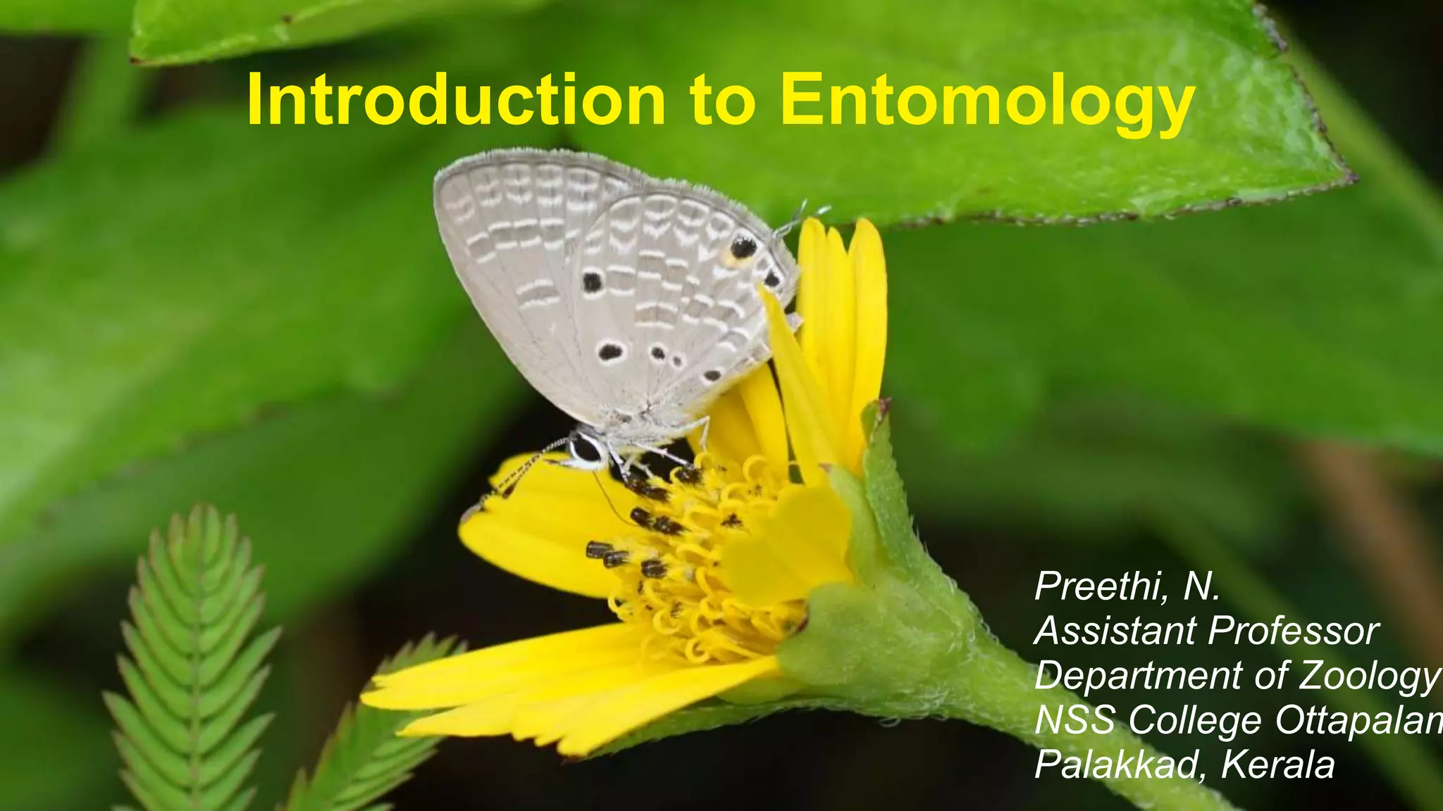 What is entomology? | PPT