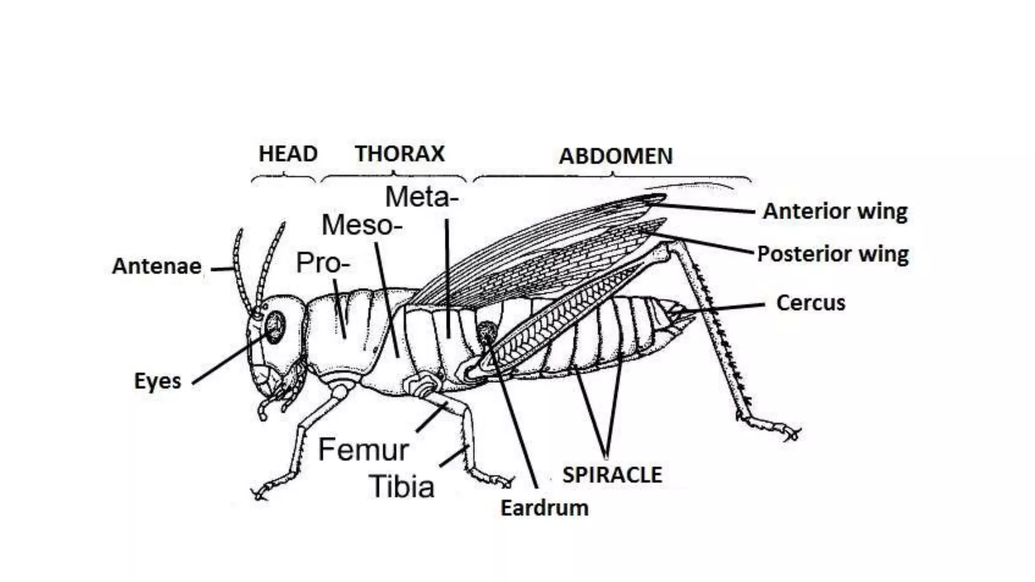 What is entomology? | PPT