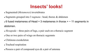 What is entomology? | PPT
