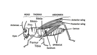 What is entomology? | PPT