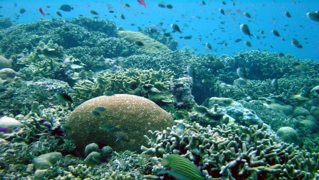 What is Environment? Types and components of environment. | PPTX