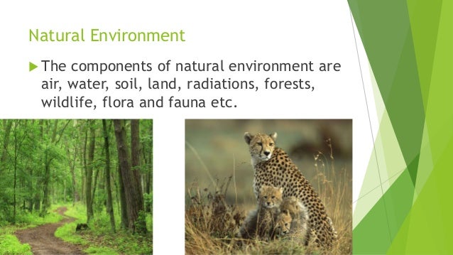 What is Environment? Types and components of environment.