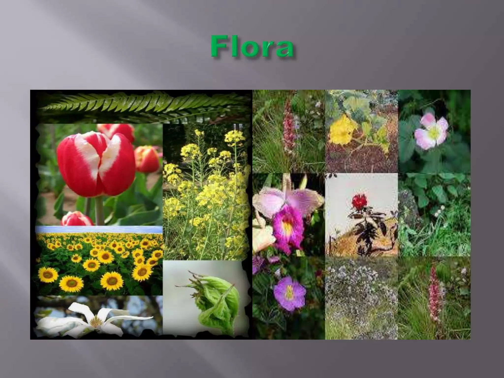 What is flora | PPTX