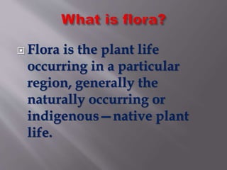 What is flora | PPTX