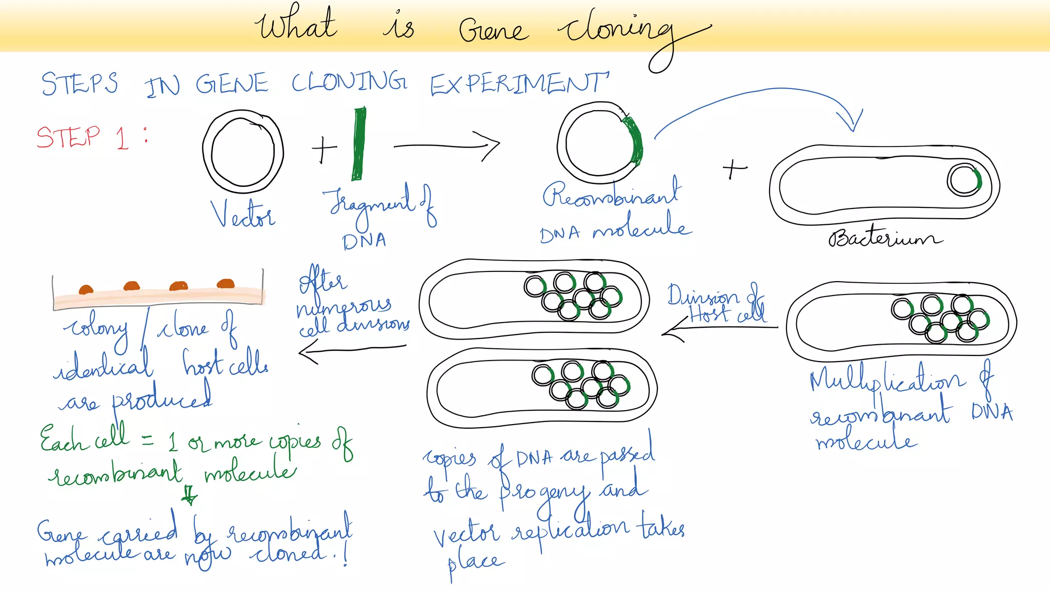 What is Gene Cloning - Diagrammatic representation | PDF