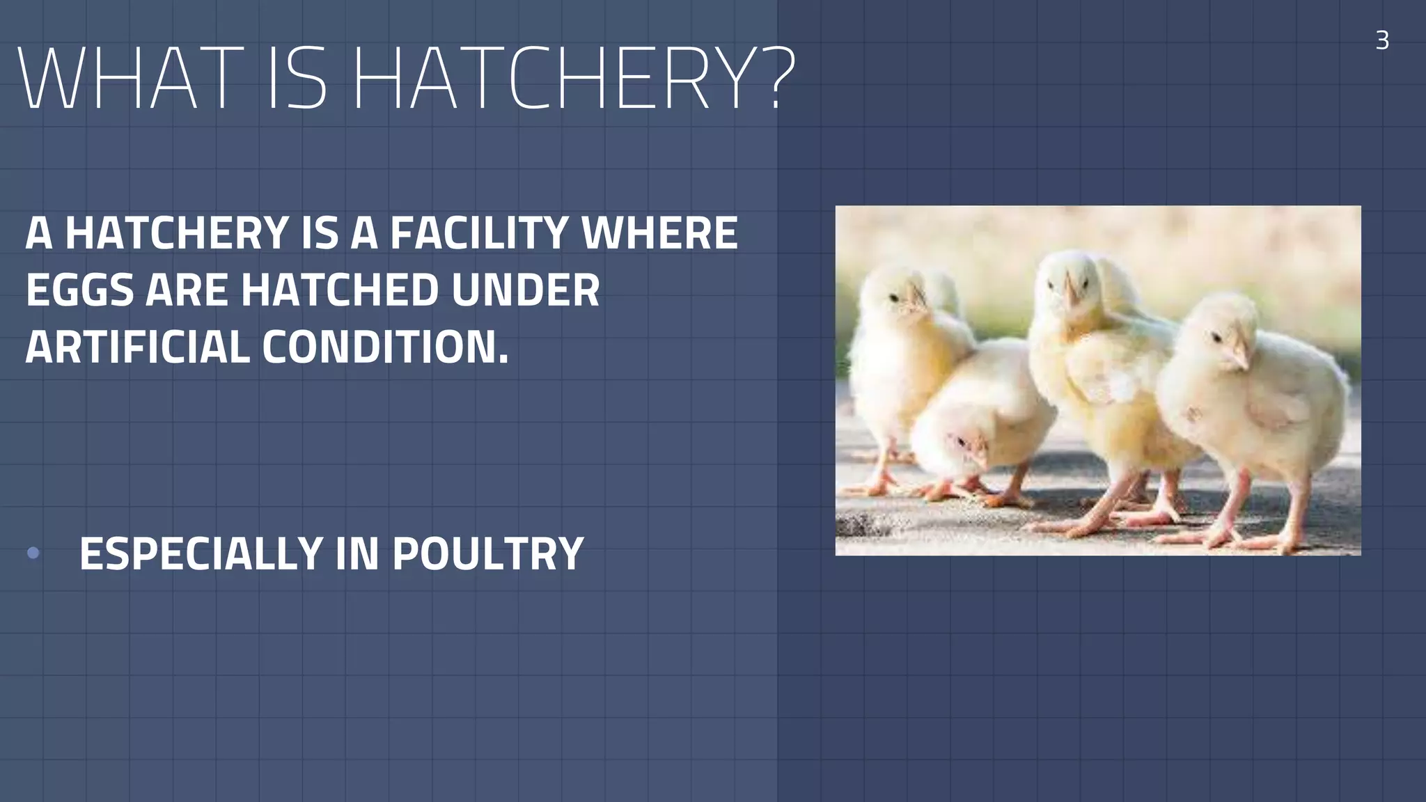 What is hatchery? Hatchery Design. | PPTX