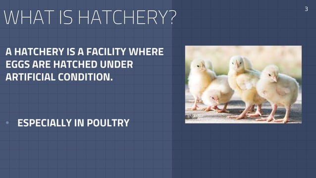 What is hatchery? Hatchery Design. | PPTX