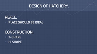 What is hatchery? Hatchery Design. | PPTX