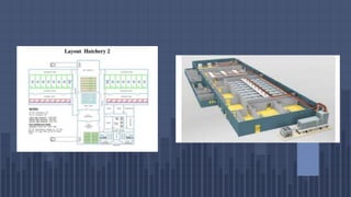 What is hatchery? Hatchery Design. | PPTX