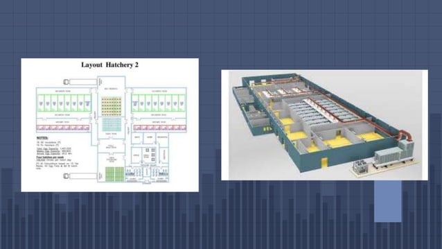 What is hatchery? Hatchery Design. | PPTX