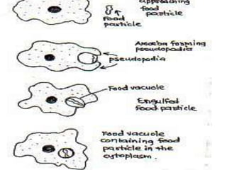 What is holozoic nutrition | PPTX
