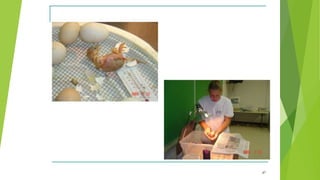 What is incubation? | PPTX