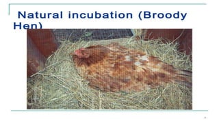 What is incubation? | PPTX