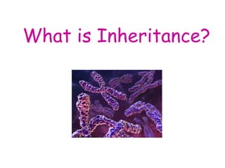 What Is Inheritance | PPT