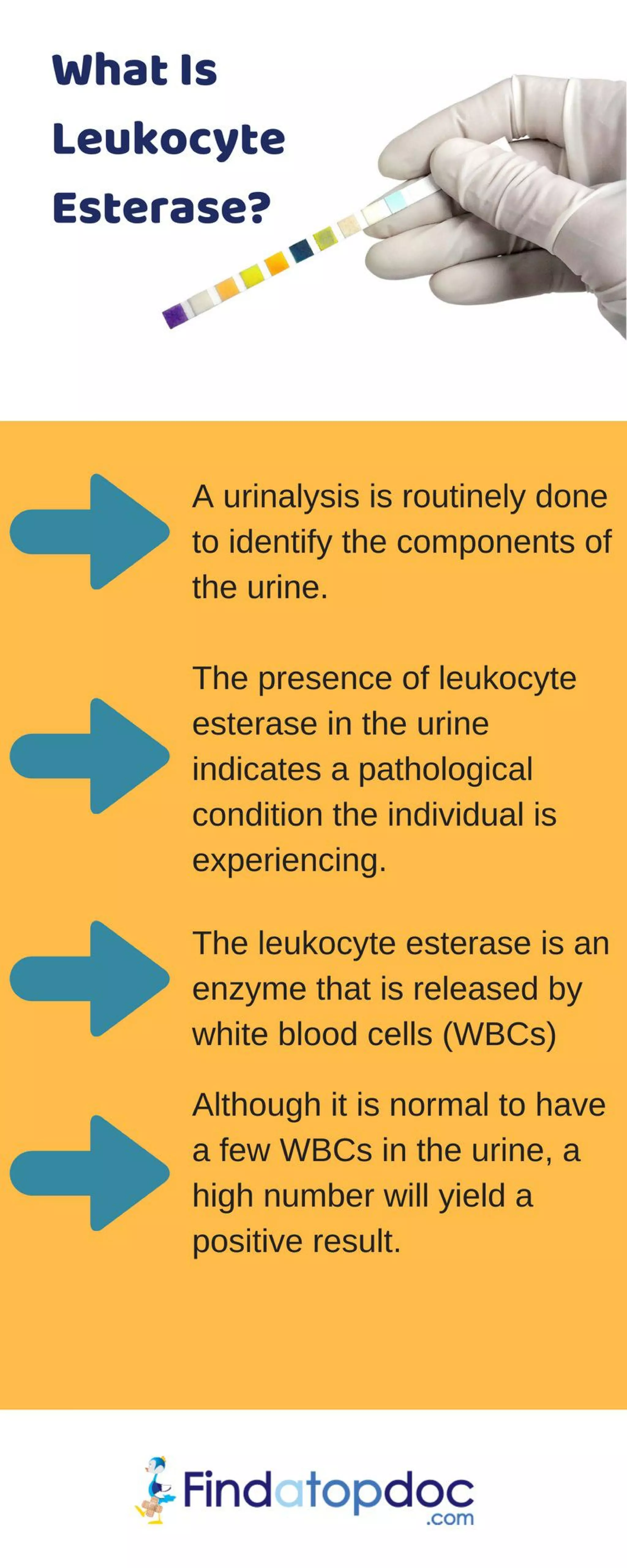 What is Leukocyte Esterase? | PDF