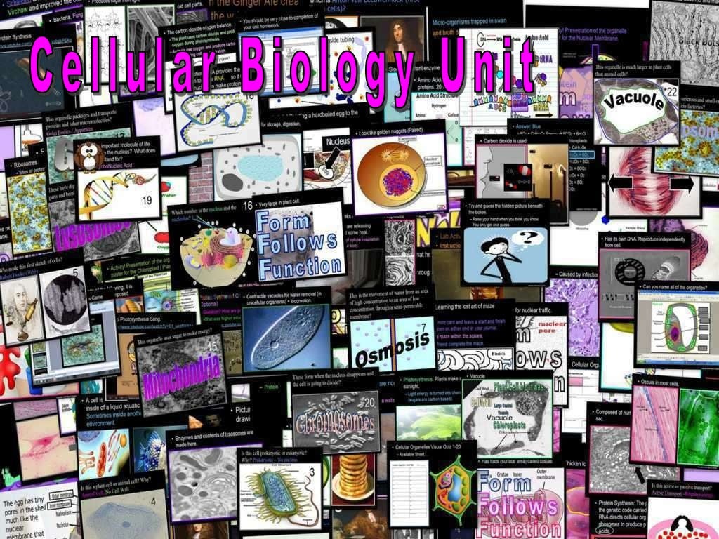 Characteristics Of Life Lesson PowerPoint CHNOPS Biology Introducti characteristics-of-life-lesson-powerpoint-chnops-biology-introducti