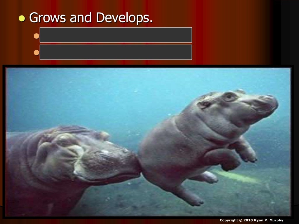 Characteristics Of Life Lesson PowerPoint CHNOPS Biology Introducti characteristics-of-life-lesson-powerpoint-chnops-biology-introducti