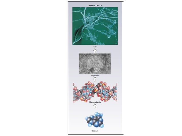 What is Life Science freshman biology pptx | PPTX | Chemistry | Science