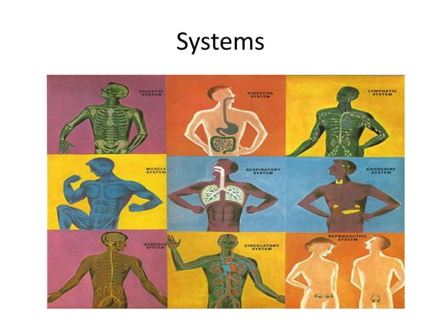 What is our body made of | PPT