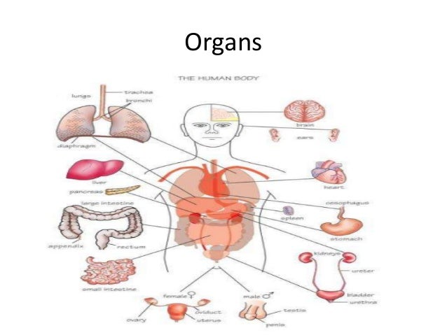 What is our body made of