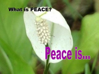Core Value: Peace | PPT