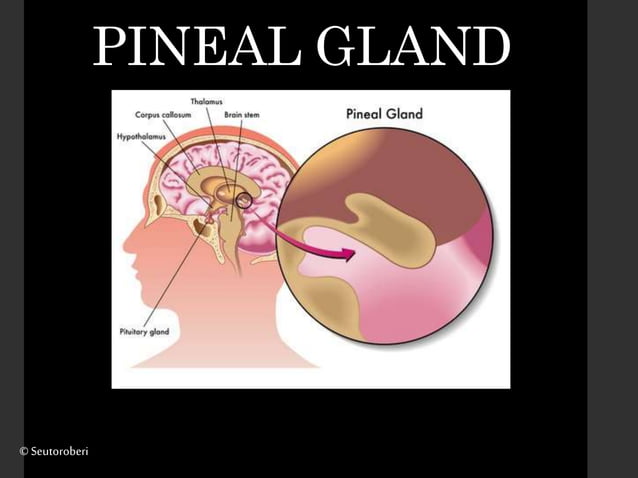 What is Pineal Gland? | PPTX