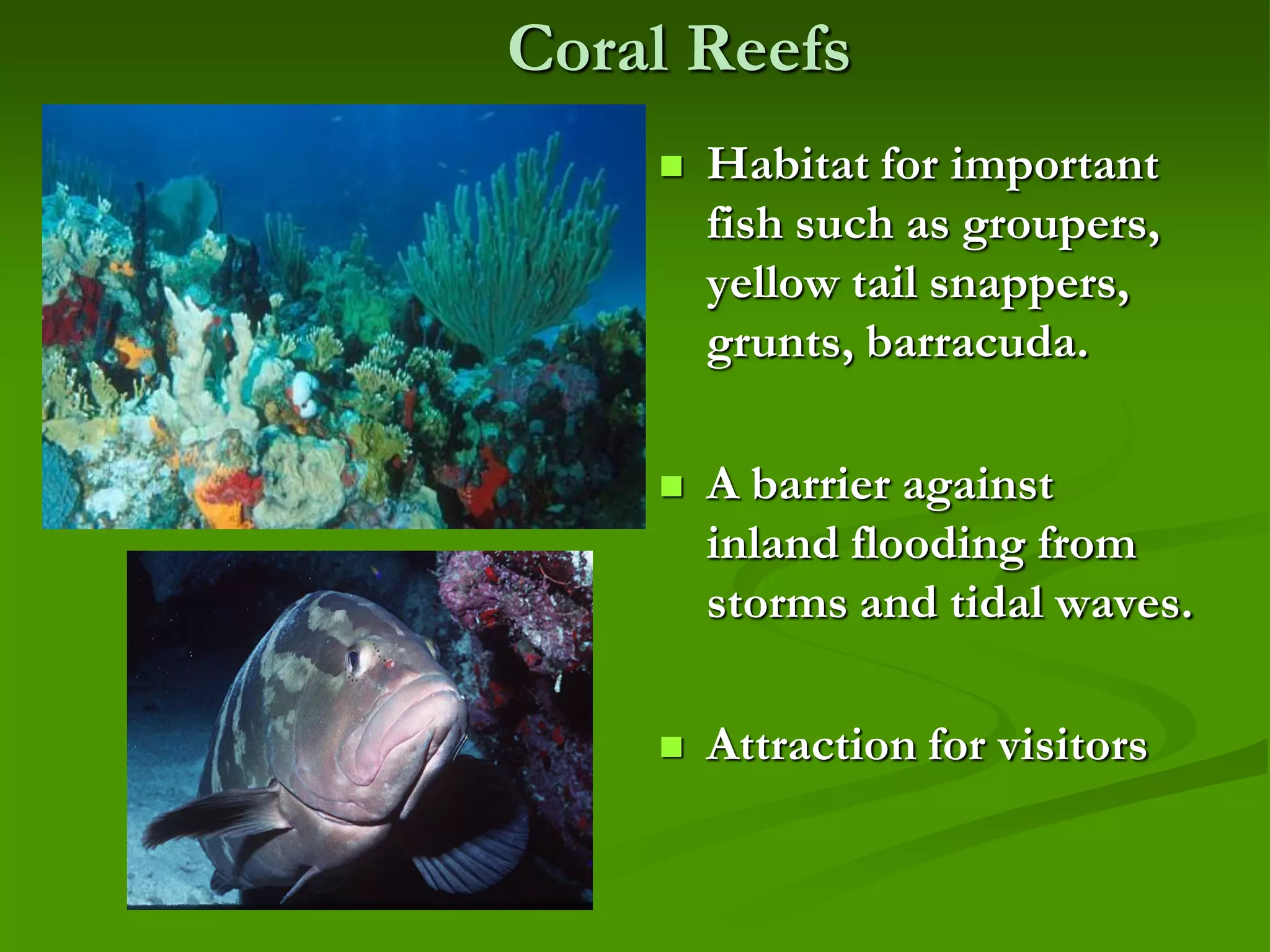 Bahamas Pollution - Bahamas Conservation | PDF