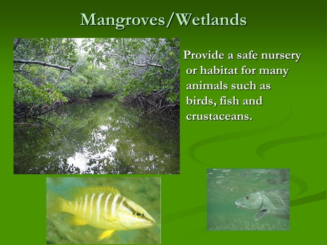 Bahamas Pollution - Bahamas Conservation | PDF | Indoor Environmental ...