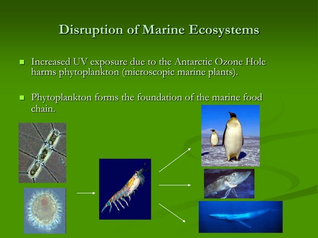 Bahamas Pollution - Bahamas Conservation | PDF | Indoor Environmental ...