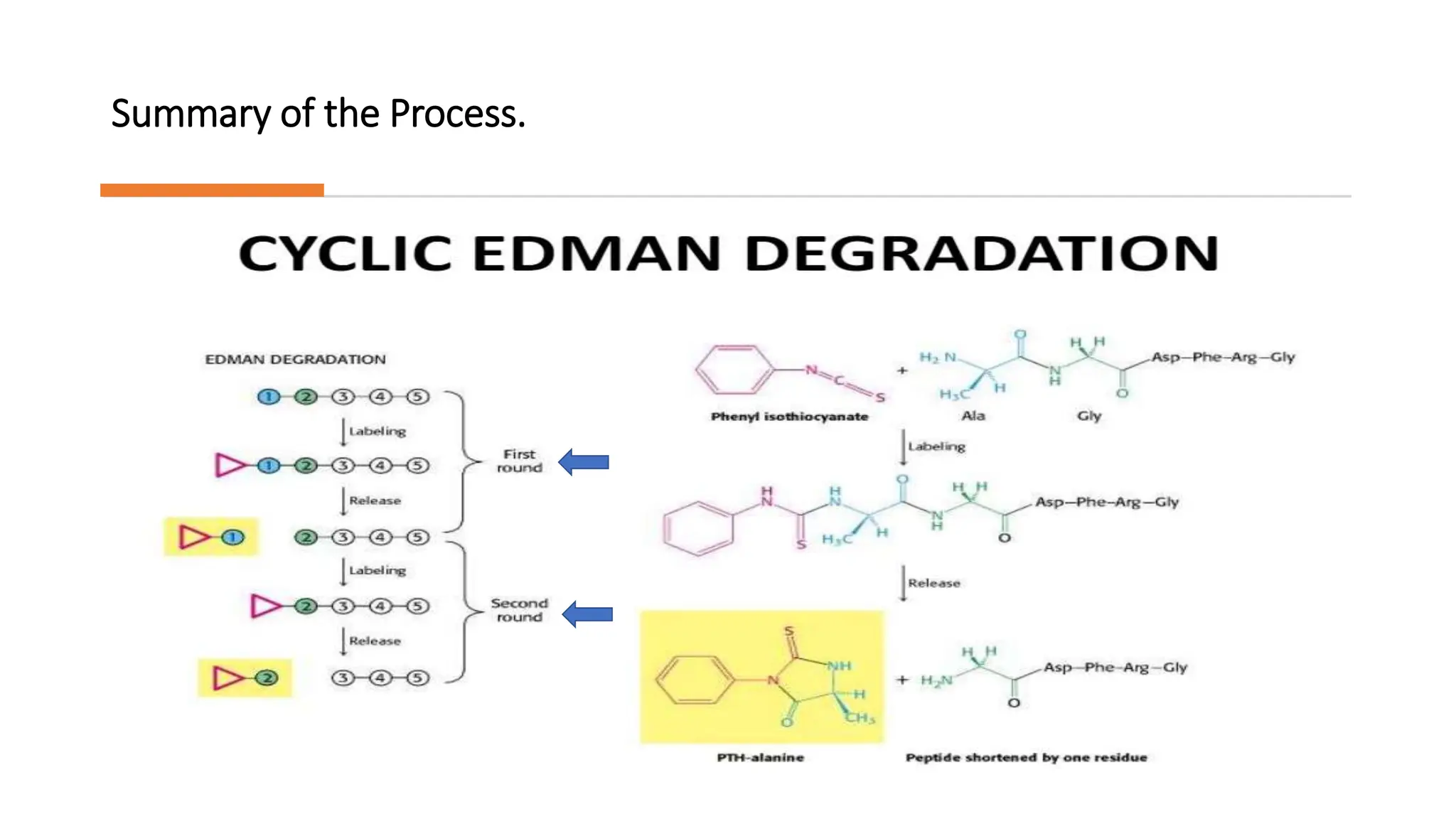 protein sequencing -edman degradation.pptx
