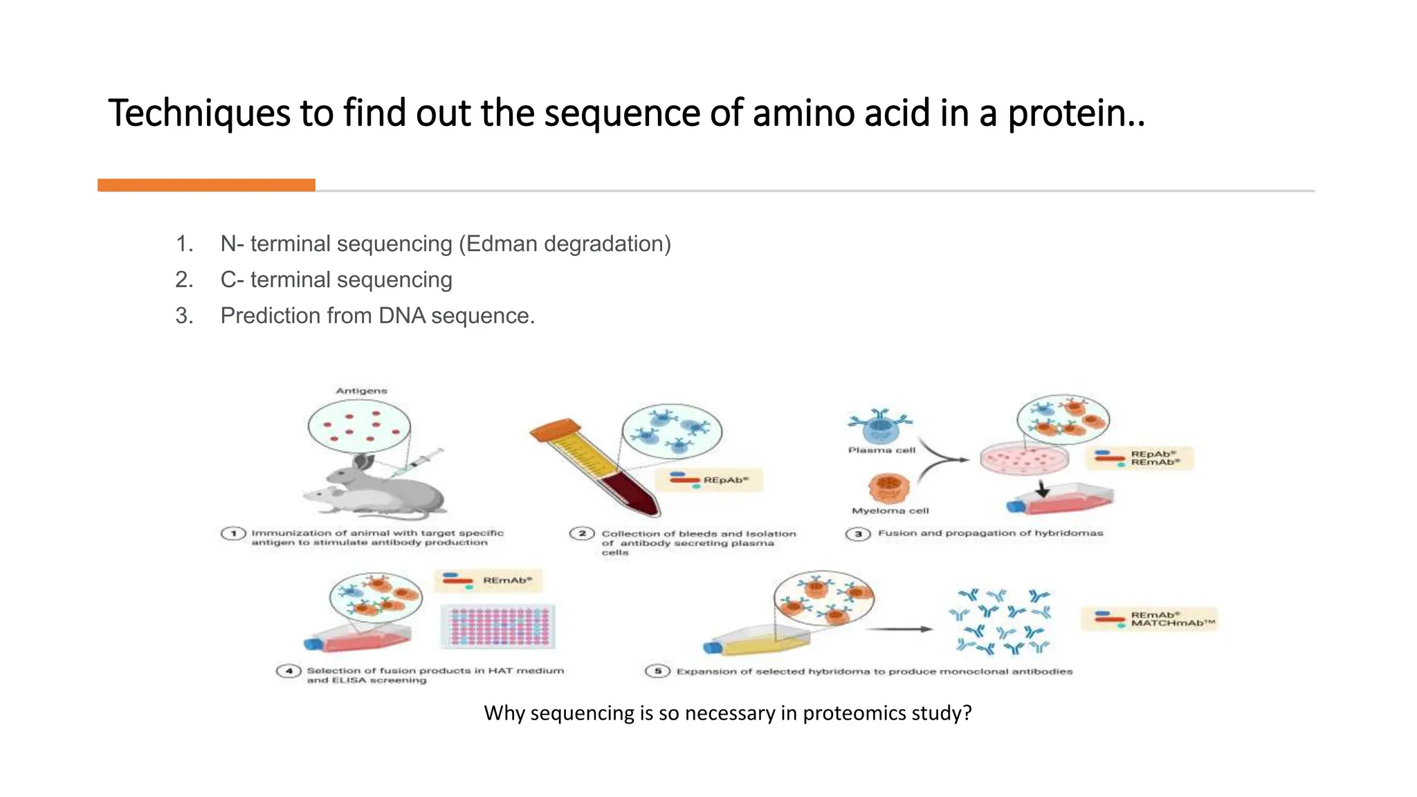 protein sequencing -edman degradation.pptx